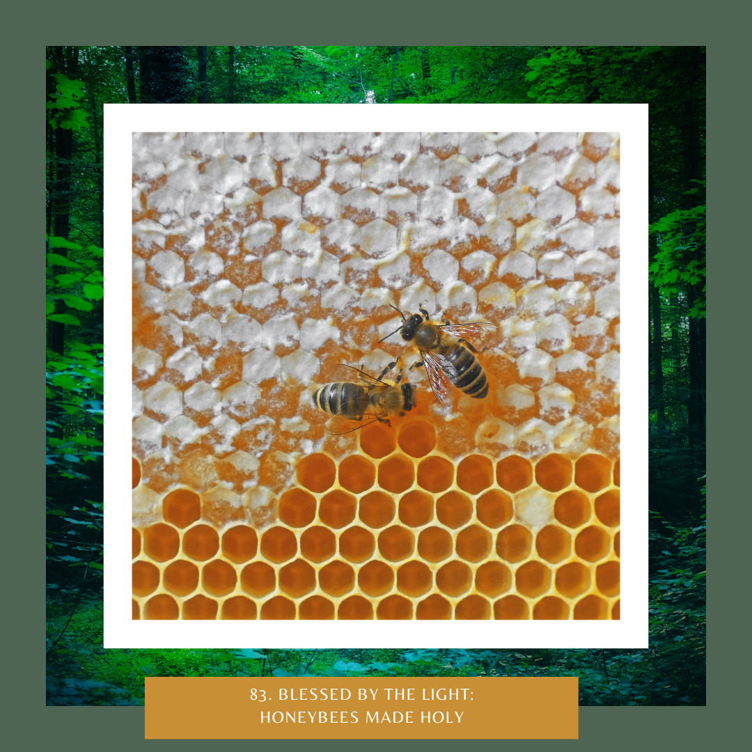 83. Blessed by the Light: Honeybees Made Holy - Following Hawks